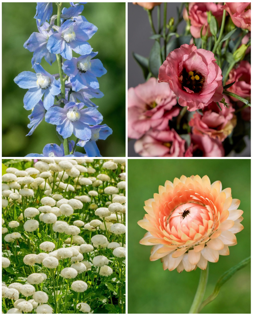 Summer Haze Collection: Helichrysum, Lisianthus, Delphinium, Matricaria ...