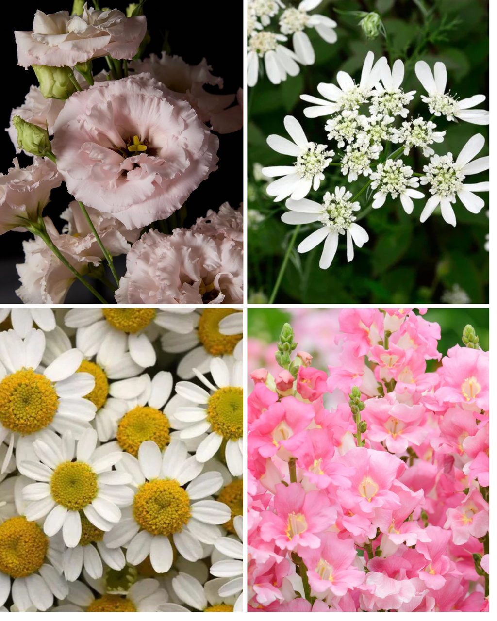 Frilly Pink Lace Collection: Lisianthus, Snapdragon, Matricaria, Orlaya ...