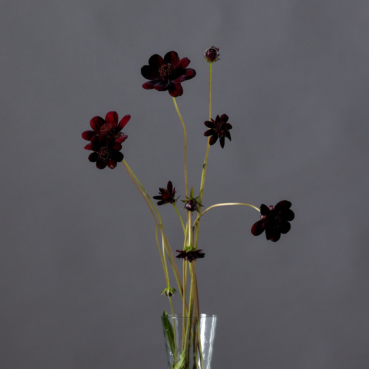Chocolate Cosmos Growing Guide