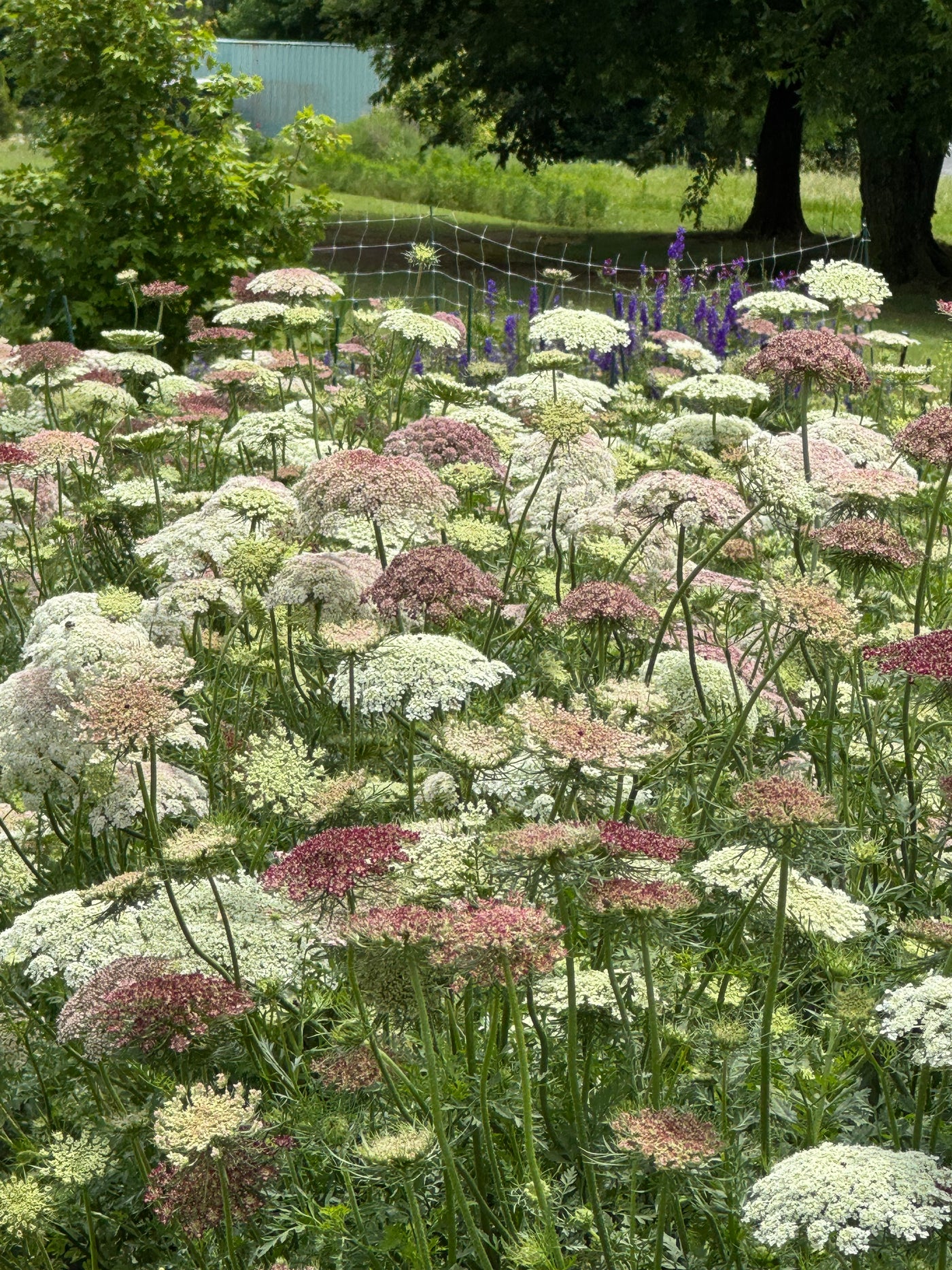 Daucus Growing Guide