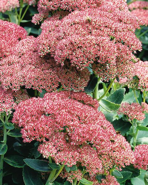 Sedum Autumn Joy Plug Plants (3 pack) | Garden Club