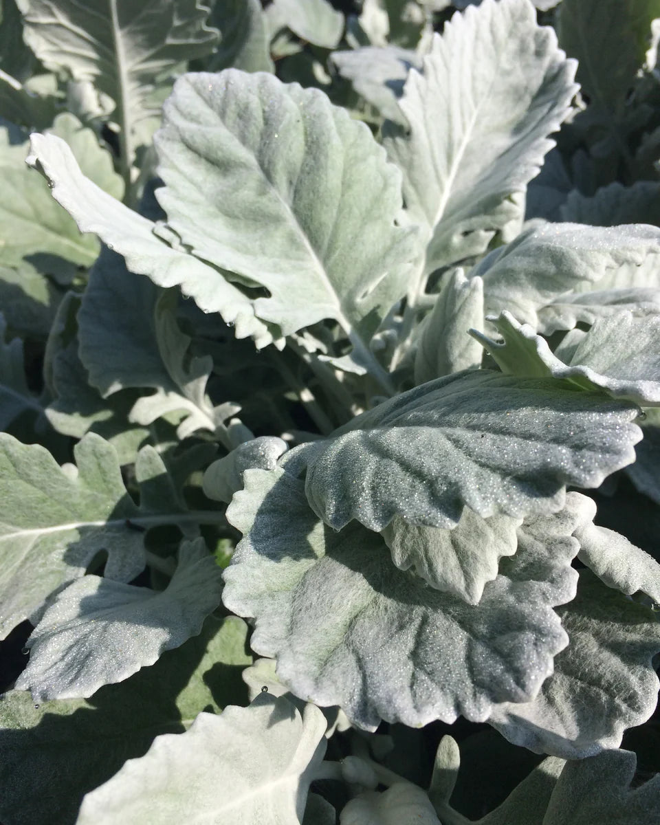 Dusty Miller New Look Plug Plants (8 pack) | Garden Club