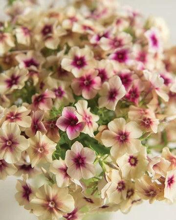 Phlox Cherry Caramel Plug Plants (8 pack) | Garden Club