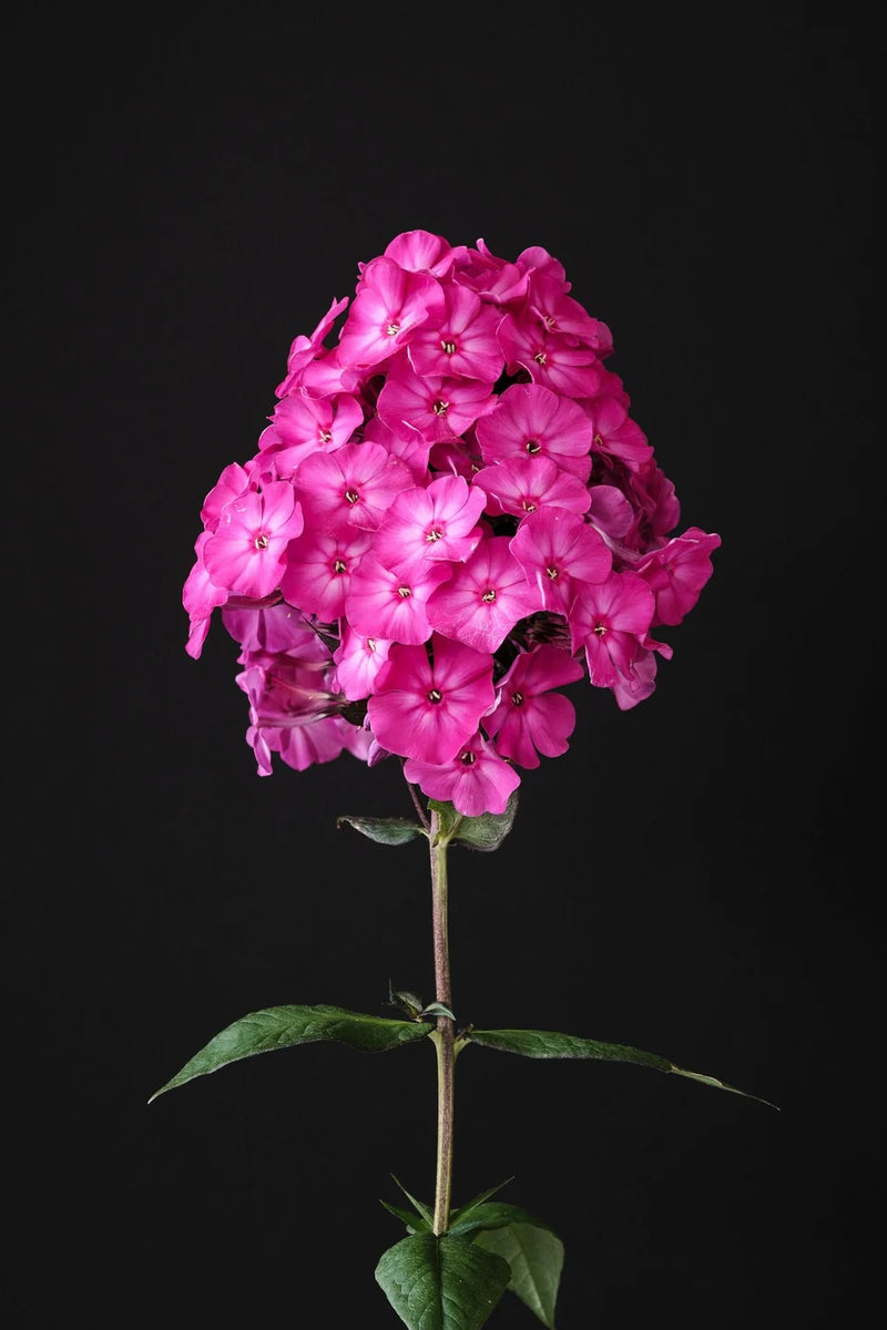 Phlox (Perennial) Growing Guide