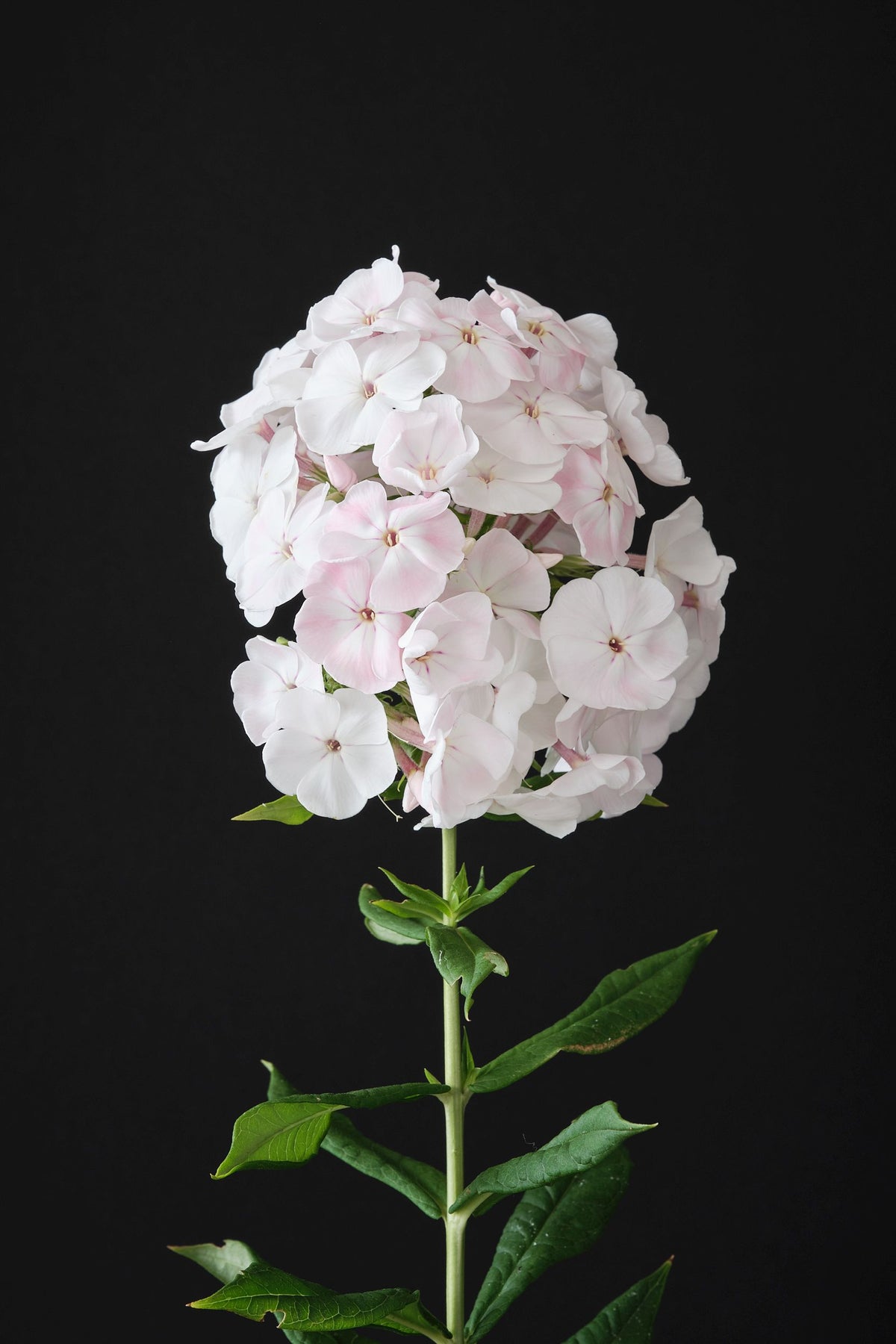 Phlox (Perennial) Growing Guide