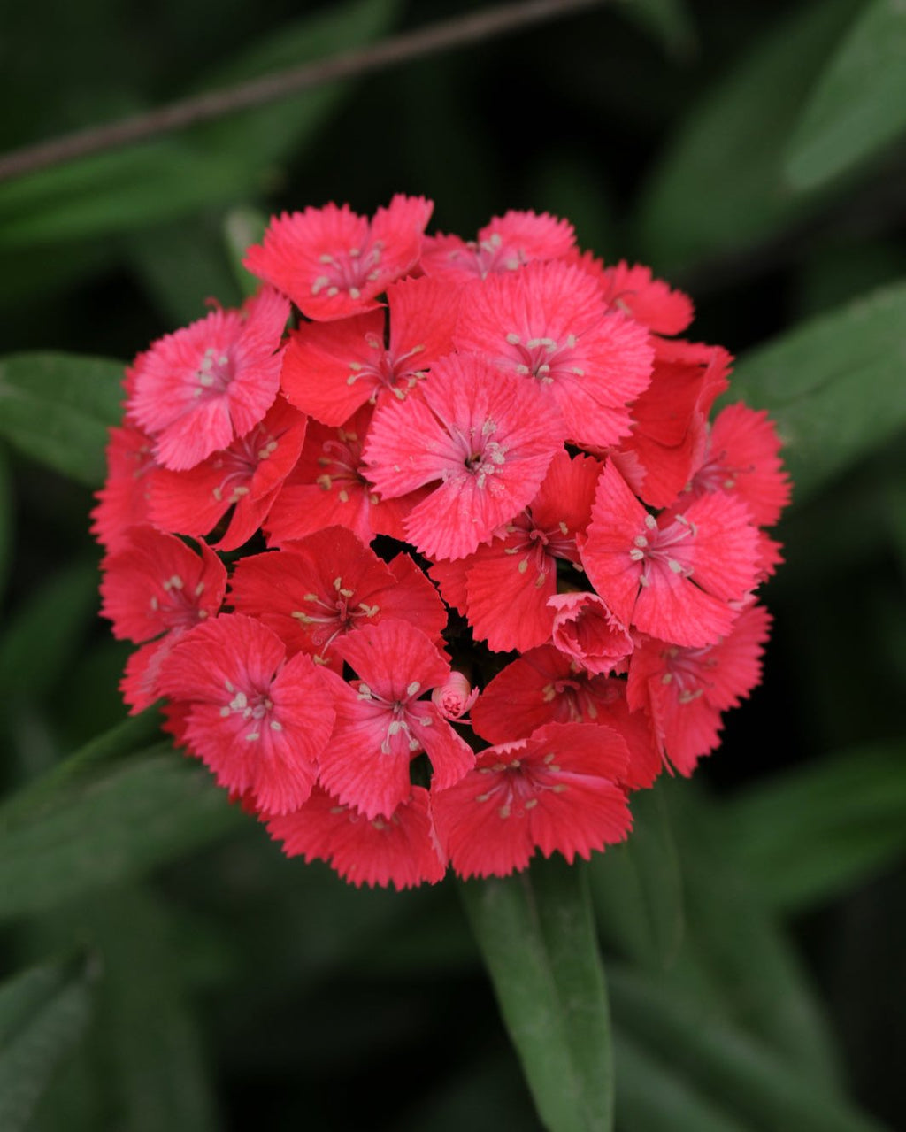 Dianthus Sweet Coral Plug Plants (8 pack) | Garden Club