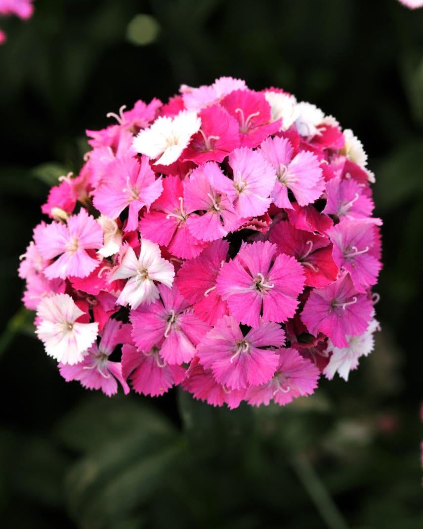 Dianthus Amazon Rose Magic (8 plugs)