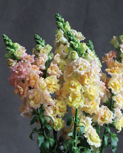 Snapdragon Snapstar Champagne Plug Plants (8 pack) | Garden Club